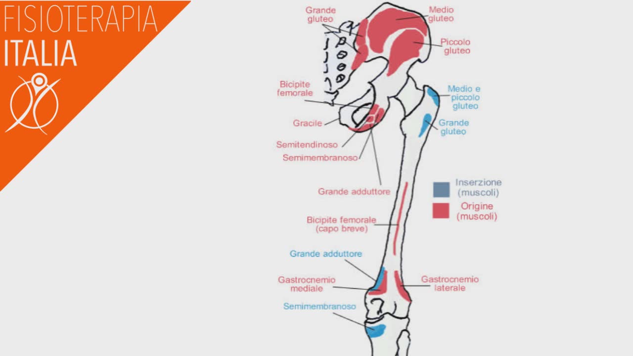La riabilitazione dell'artrosi dell'anca