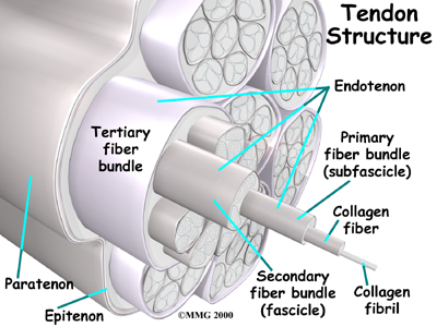 Trattamento fisioterapico per le lesioni del tendine